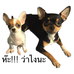 Topfie&chaba_20190407164802 – LINE貼圖 | LINE STORE