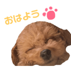 popo_20190405123512 – LINE stickers | LINE STORE