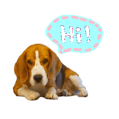 Roti the Beagle v1 - LINE スタンプ | LINE STORE