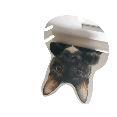 JJ Cat_20190418131215 – LINE stickers | LINE STORE