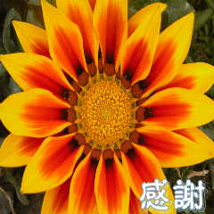 hi thank you – สติกเกอร์ LINE | LINE STORE