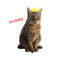 Ah Meow – LINE貼圖 | LINE STORE