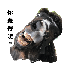 Dull_20190422223425 - LINE スタンプ | LINE STORE