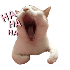 KikiMon Cat - Stiker LINE | LINE STORE