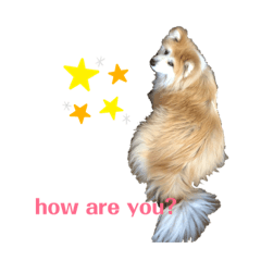 "UMI"-Akita Dog- – LINE stickers | LINE STORE