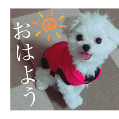 maltese.lily - Stiker LINE | LINE STORE