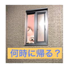 Oldtowndoodle Joa – LINE stickers | LINE STORE