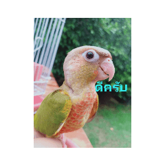 Thanapat_20190519174154 – LINE stickers | LINE STORE