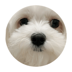 Qmi_06132018 – LINE stickers | LINE STORE