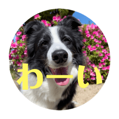 shiho_20190521155714 – LINE stickers | LINE STORE