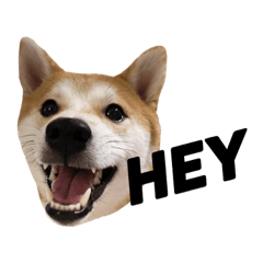 KENJI the SHIBA - Stiker LINE | LINE STORE