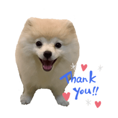 Mocha dog_version I – LINE stickers | LINE STORE