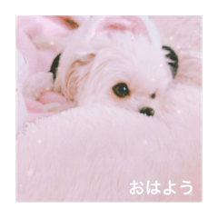 xox___hina_20190524200911 – LINE貼圖 | LINE STORE