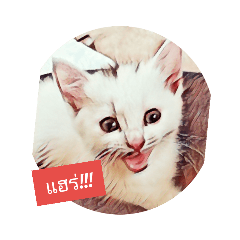 meaw meaw cat_20190525163407 – LINE stickers | LINE STORE