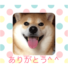 angry coco_20190527152457 – LINE stickers | LINE STORE