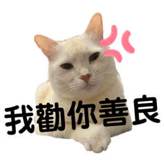 viola cat - Stiker LINE | LINE STORE