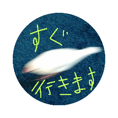 miyu_20190604193344 - Stiker LINE | LINE STORE