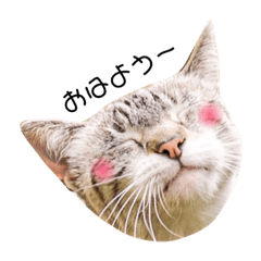 my cat neko – LINE stickers | LINE STORE