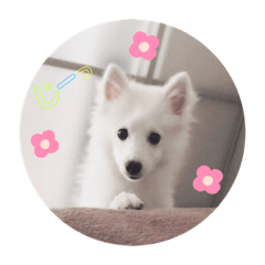 Cute Japanese Spitz - Stiker LINE | LINE STORE