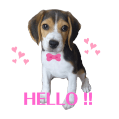 Beagle Eru-chan, Our lovely family – LINE stickers | LINE STORE