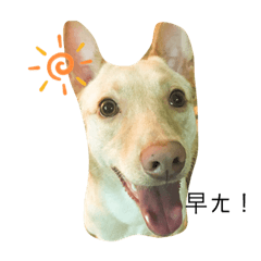 Im BABU – LINE stickers | LINE STORE