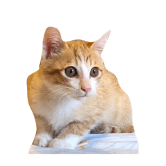 eggy got things to say – LINE stickers | LINE STORE