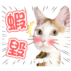 I am Nick cat - LINE スタンプ | LINE STORE