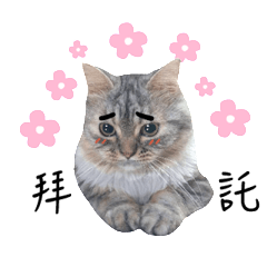 I am a pretty MaoMao – LINE stickers | LINE STORE