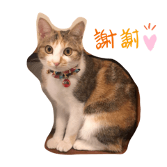 Tung_20190707113453 - Stiker LINE | LINE STORE