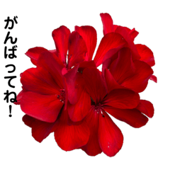 *hello followers* - Stiker LINE | LINE STORE