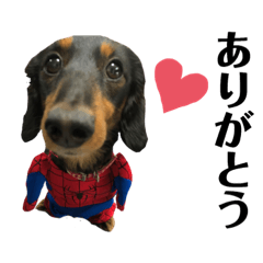 dog life_20190714002013 – LINE stickers | LINE STORE