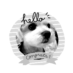 everyday dog! - Stiker LINE | LINE STORE