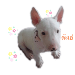 Scotty_20190720163622 – LINE stickers | LINE STORE