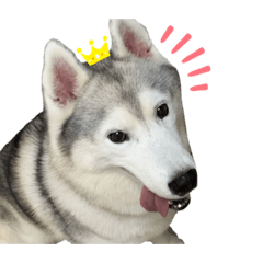 Blake set 1 – LINE stickers | LINE STORE