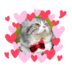 Minion Cat 2 – สติกเกอร์ LINE | LINE STORE