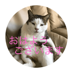 ayase. – LINE貼圖 | LINE STORE
