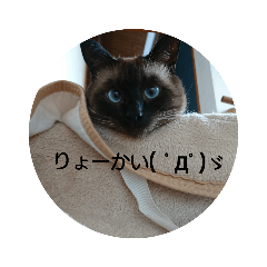 cat kyu-chan – LINE貼圖 | LINE STORE