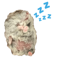 Hamster Dodo – Stickers LINE | LINE STORE