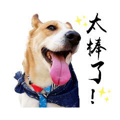 Taro dog in Taiwan - LINE スタンプ | LINE STORE
