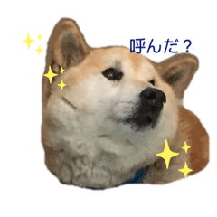 shiba-ken ogoro-san no everyday – LINE stickers | LINE STORE