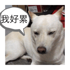 Buffy dog – LINE stickers | LINE STORE