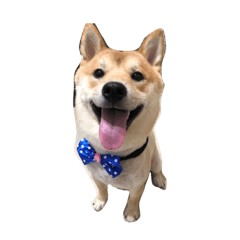 Dog&cat_20190828223717 - Stiker LINE | LINE STORE