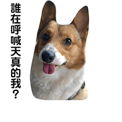 Corgi money 1 – LINE stickers | LINE STORE