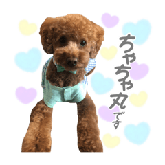 CHACHAMARU STICKER2 – LINE stickers | LINE STORE