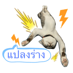 tung_20190916141117 – LINE stickers | LINE STORE