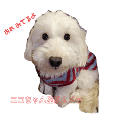 niiiiii_20191002230613 – LINE貼圖 | LINE STORE