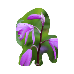 na.Flower. – LINE stickers | LINE STORE