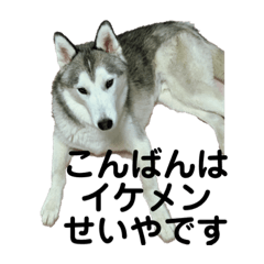 Tanuki_20191009170539 - Stiker LINE | LINE STORE