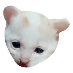 Goya diary – LINE stickers | LINE STORE