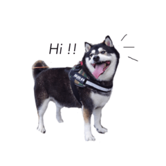 KUROSHIBA KOTETSU with RIMI – สติกเกอร์ LINE | LINE STORE